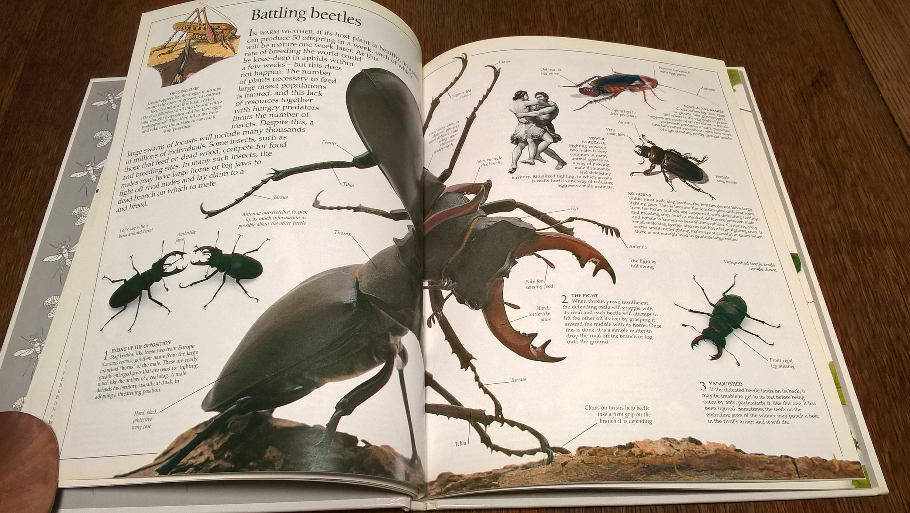Insect - Eyewitness Books - Lawrence Mound - First Edition Children's ...