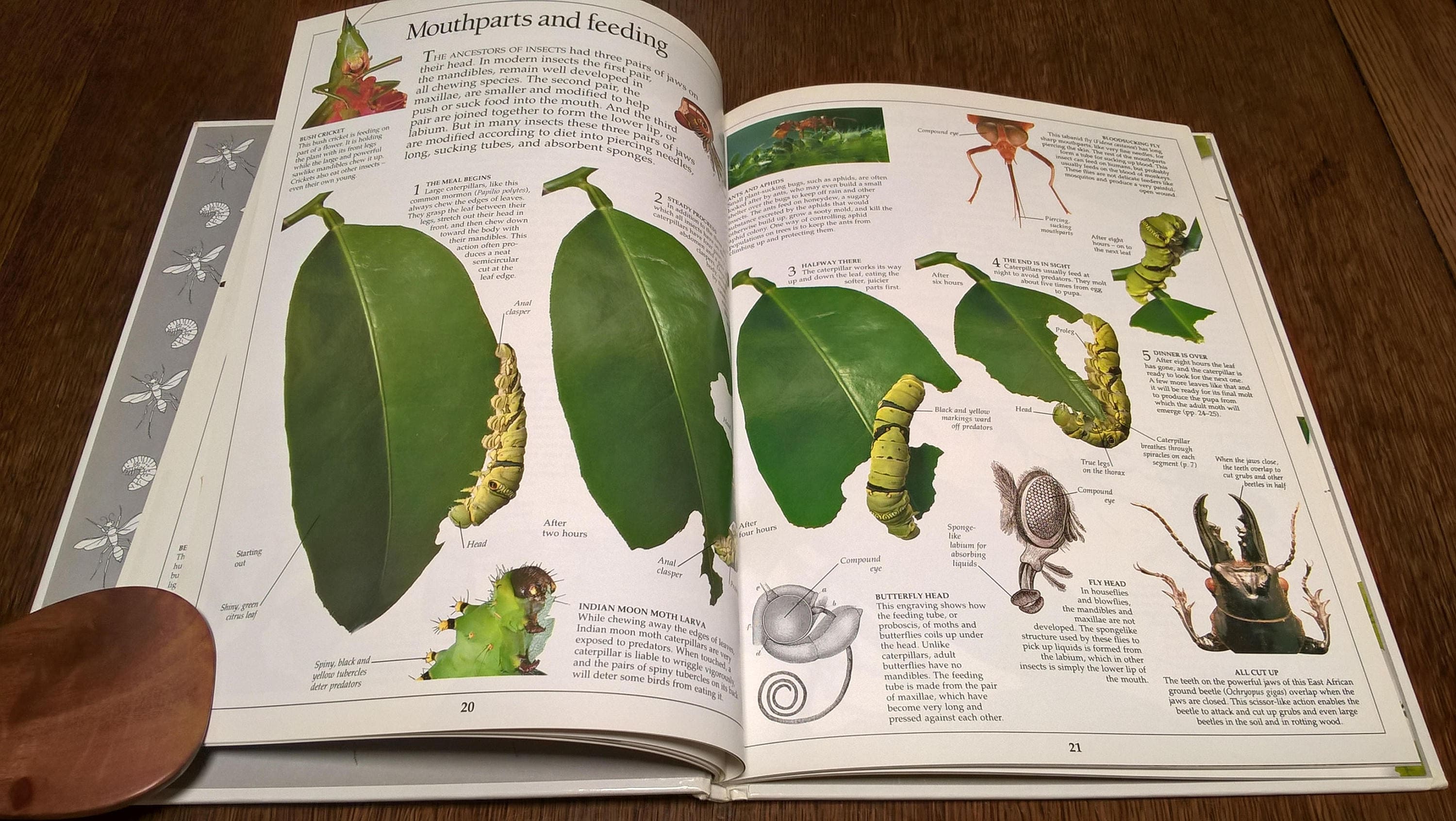 Insect - Eyewitness Books - Lawrence Mound - First Edition Children's ...