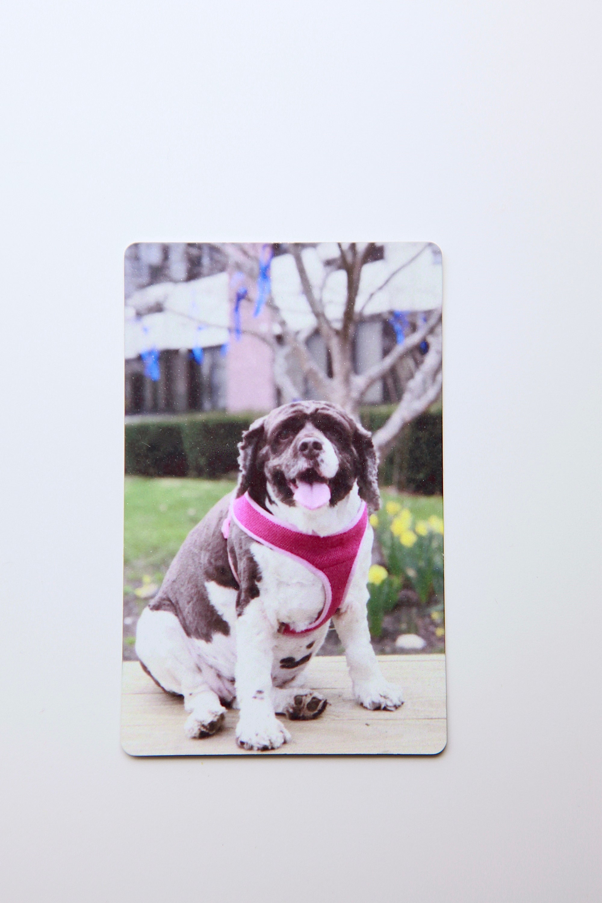 Pet Prayer Card, Pet Memorabilia, Personalized Card, Prayer Card ...
