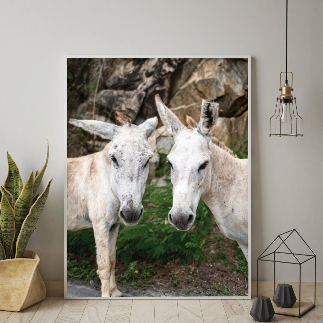 St John Donkeys, Two White Donkeys in the Virgin Islands, St John USVI ...