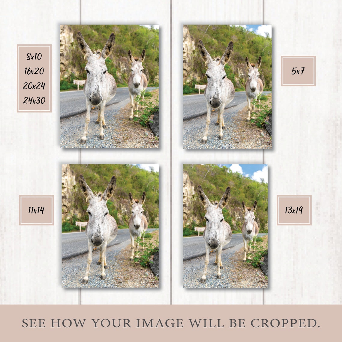 St John Donkeys Photo, Two White Donkeys in the Virgin Islands Wall Art ...