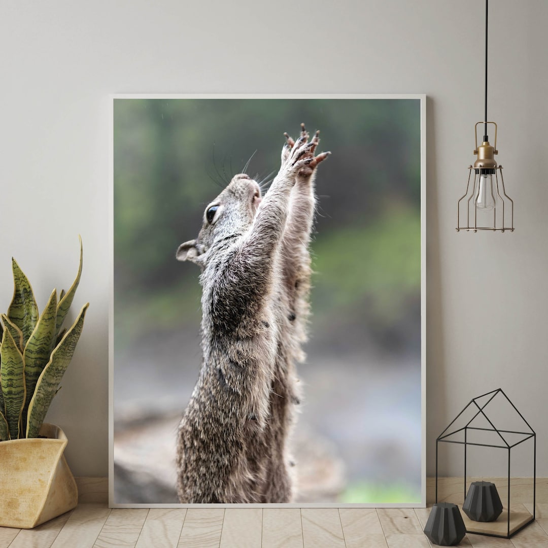 Photo of Cute Praying Squirrel | Close up of Squirrel Photo Print ...
