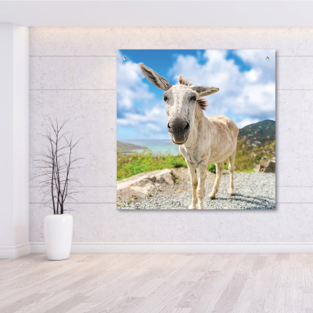 St John Donkeys Canvas or Acrylic Photo Wall Art, White Donkey in the ...