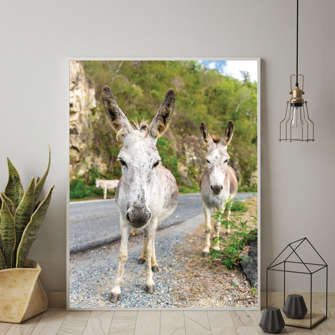 St John Donkeys Photo, Two White Donkeys in the Virgin Islands Wall Art ...