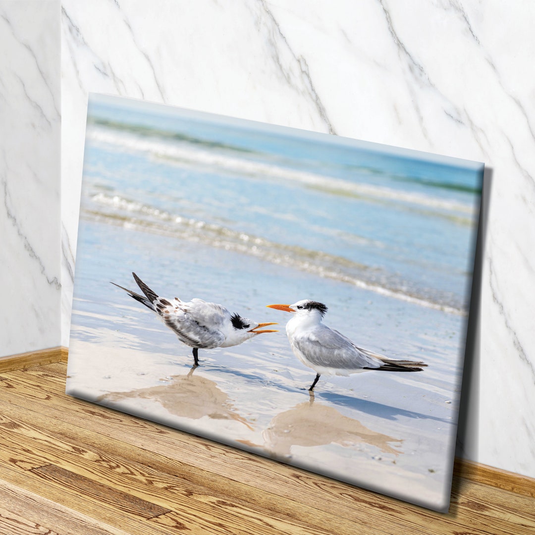 Bird Beach Wall Canvas or Acrylic Photo, Siesta Key, Royal Tern Coastal ...