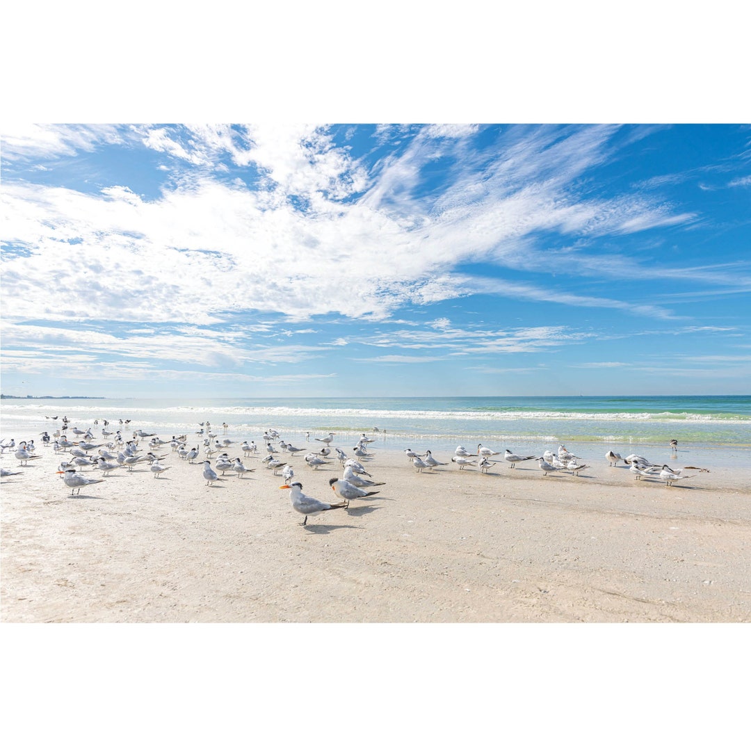 Siesta Key Birds Photography, Royal Tern | Florida Beach Birds Close up ...