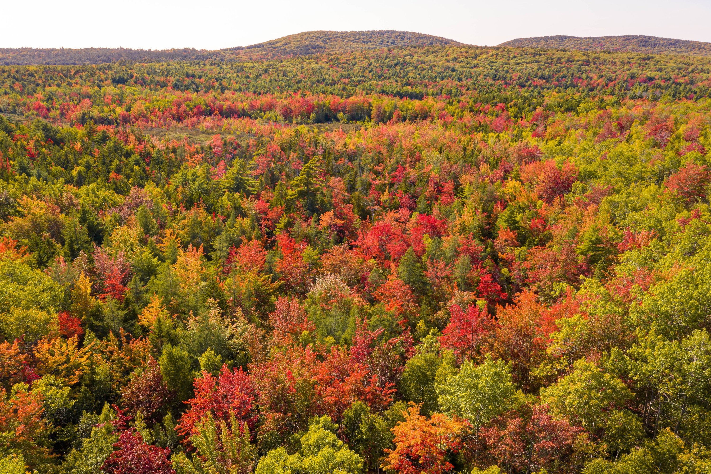Fall Foliage in Maine Photograph | Fall Trees Acadia National Park ...