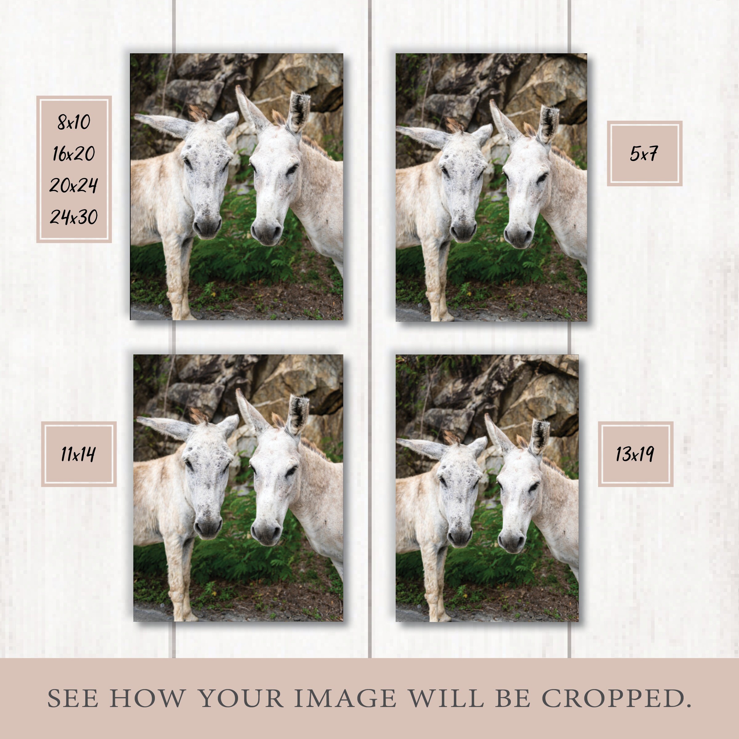 St John Donkeys Two White Donkeys in the Virgin Islands St | Etsy