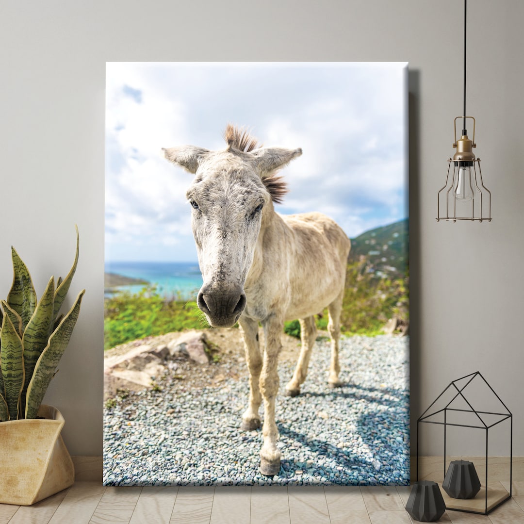 St John Donkey in Coral Bay Canvas or Acrylic Art, White Donkey in the ...