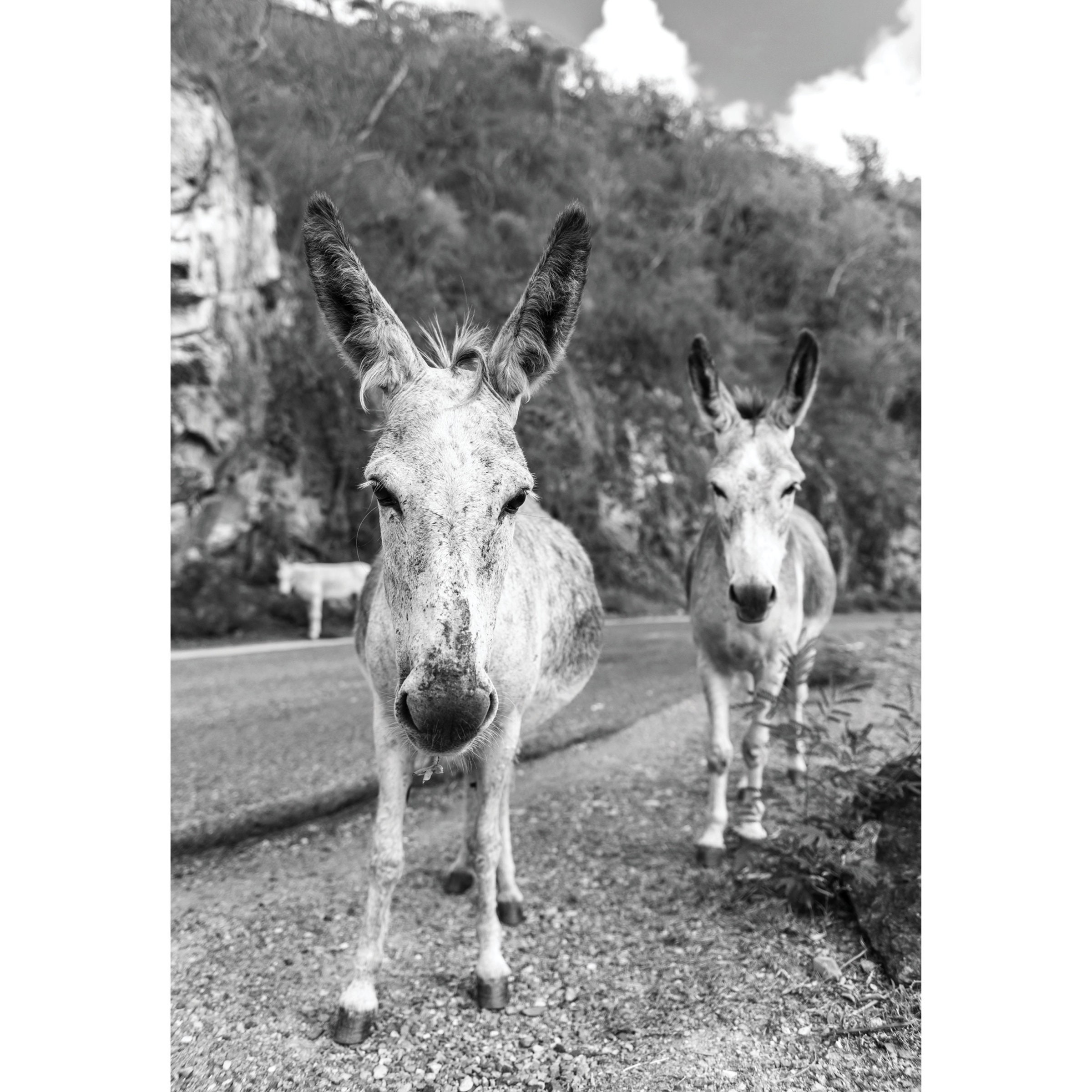 St John Donkeys Photo Two White Donkeys in the Virgin Islands | Etsy