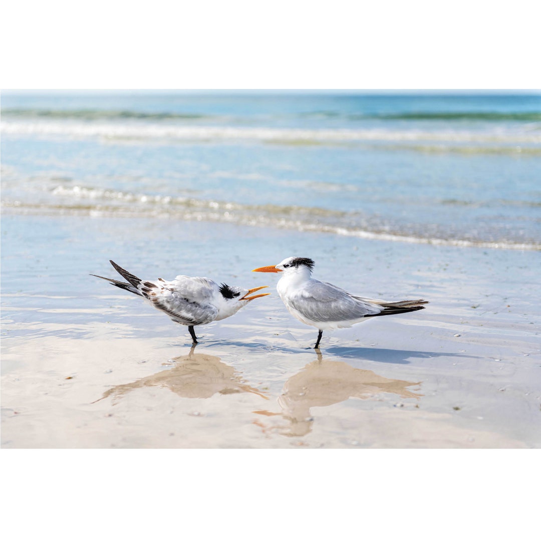 Bird Beach Photo, Siesta Key, Royal Tern | Coastal Birds Siesta Key ...