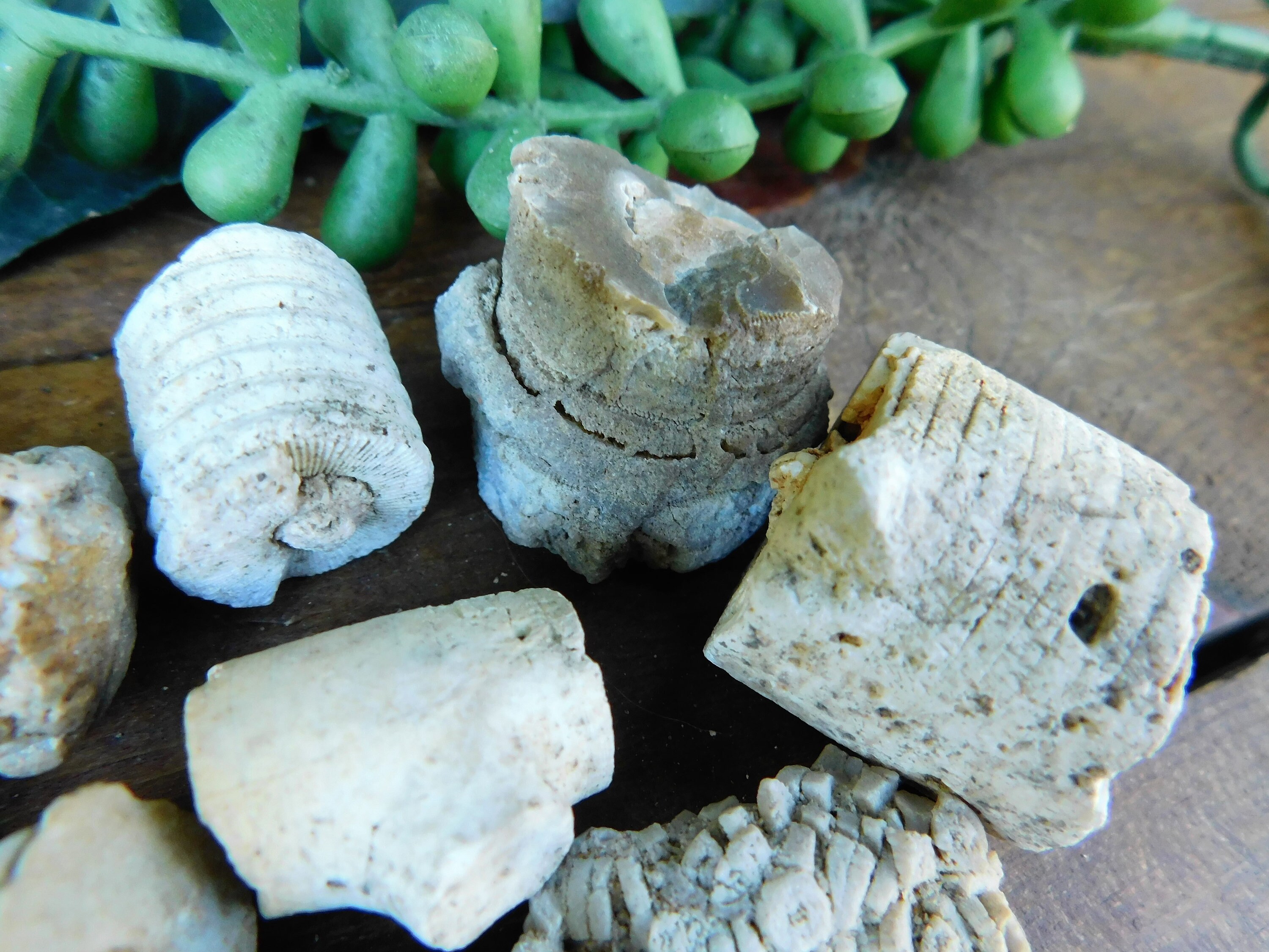 4oz Crinoid Stems Sea Fossil Shell Money Indian Money C - Etsy