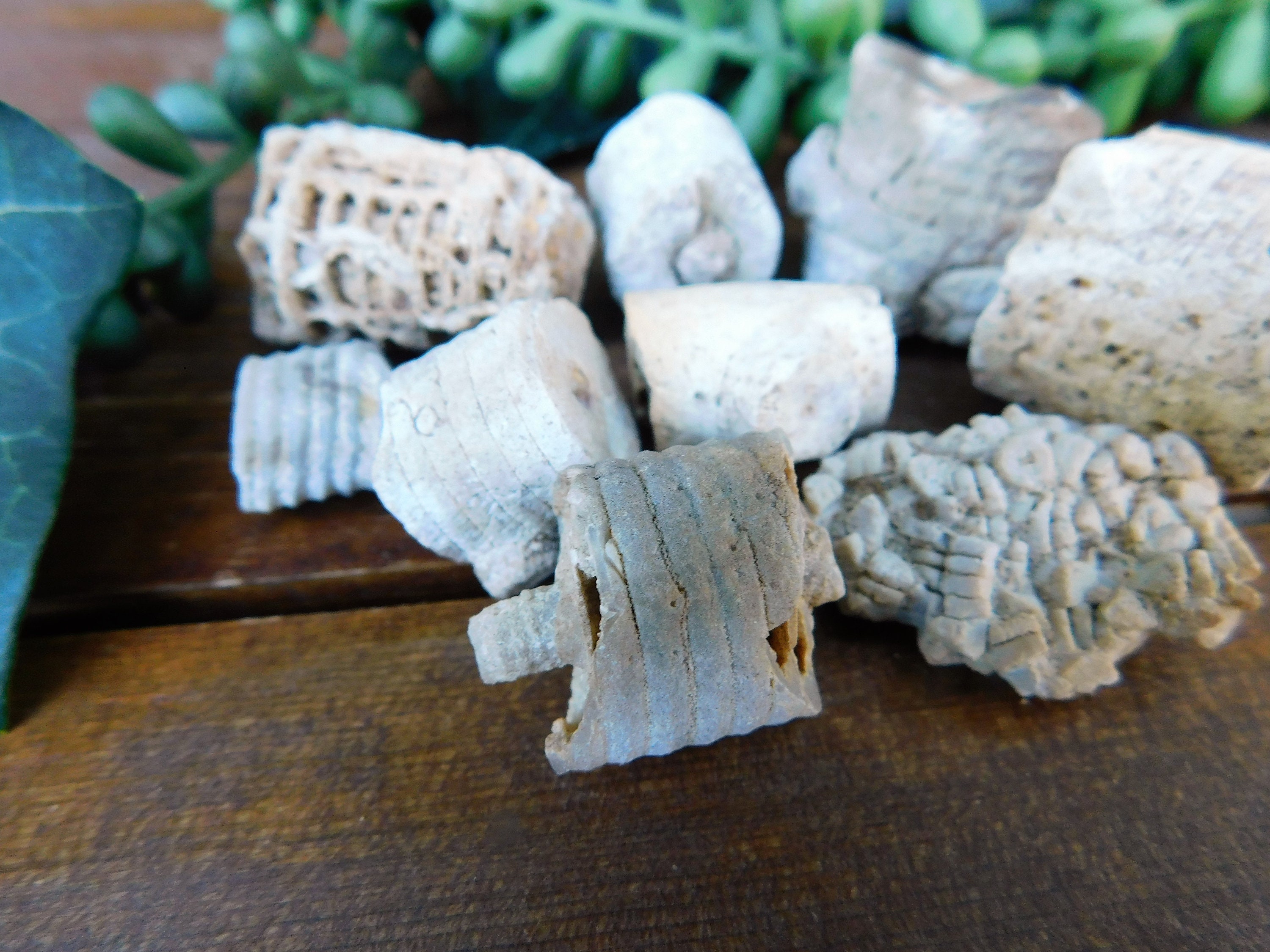 4oz Crinoid Stems Sea Fossil Shell Money Indian Money C - Etsy