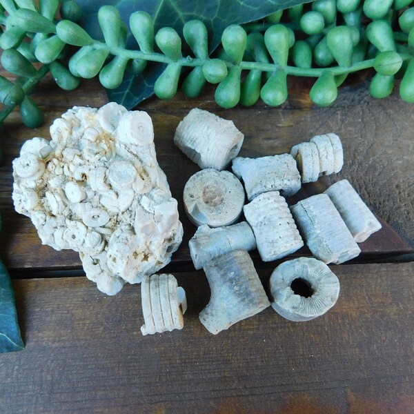 Indian Money Fossil - Etsy