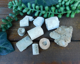 Indian Money Fossil | Etsy