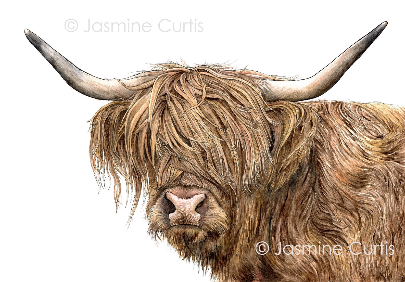 Highland Cow Greeting Card, Cow Card, 5 X 7 Card, Wildlife Greeting ...
