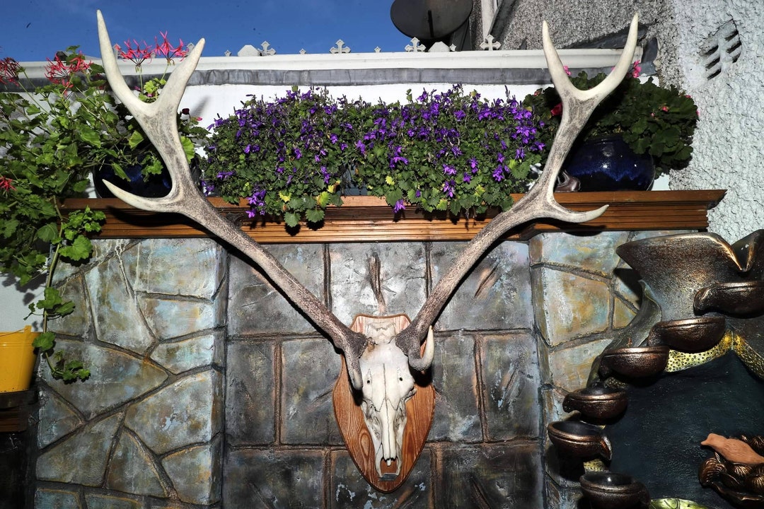 Real Antler/ Deer Skull/antlers/bone/ Roe Deer Skull/ Deer Shed/ Real ...