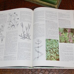 Herbal Magic and the Encyclopaedia of Herbs and Herbalism - Natural ...