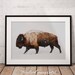 Buffalo Print, Bison Print, Buffalo Art Print, Bison Art, Buffalo Wall ...