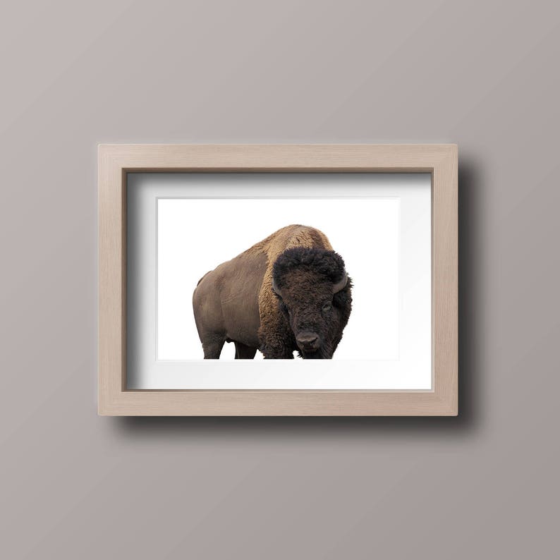Buffalo Print Buffalo Art Print Bison Art Bison Print - Etsy
