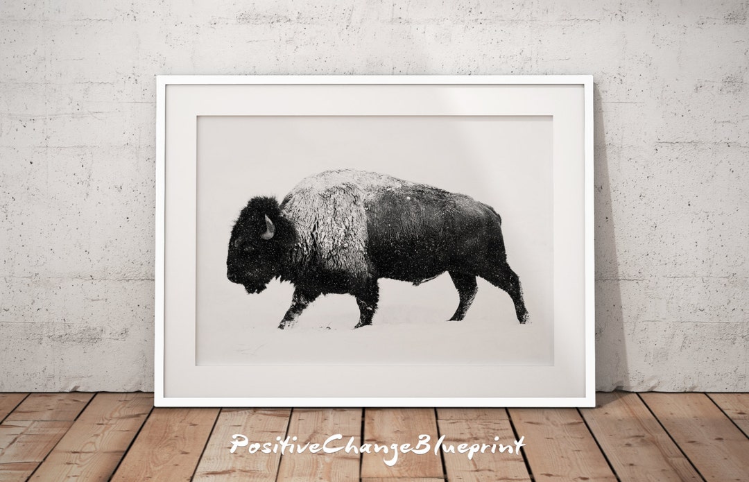 Bison Print, Buffalo Printable, Bison Photography, Buffalo Wall Art ...