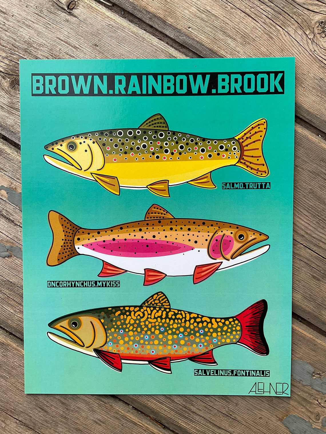 Trout Poster - Etsy