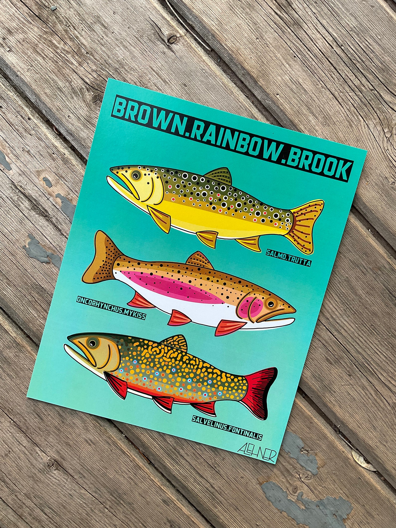 Trout Poster - Etsy