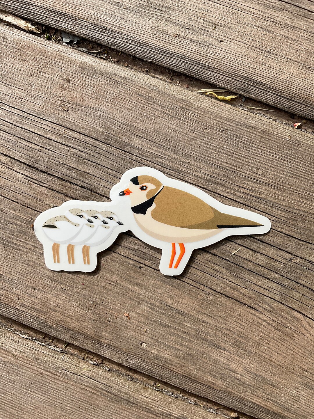 Piping Plover Sticker - Etsy
