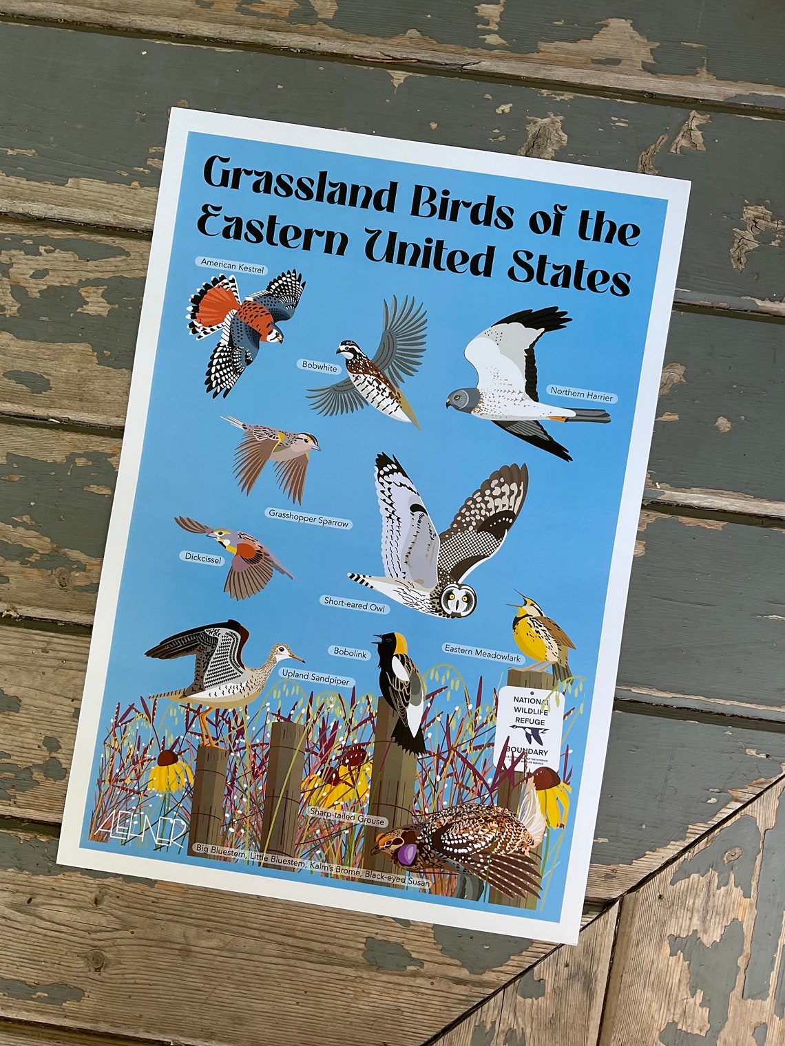 Grassland Birds of the Eastern United States - Etsy