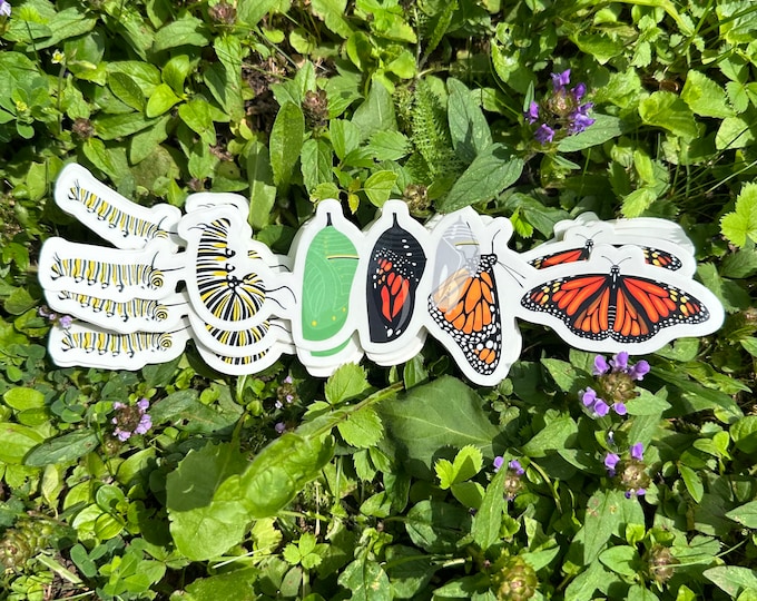 Monarch Life Cycle Water Bottle Wrap! - Etsy
