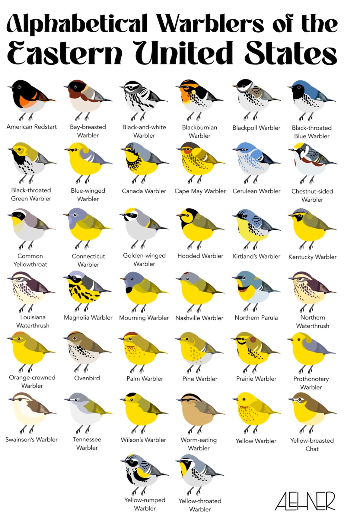 Warblers of the Eastern United States - Etsy