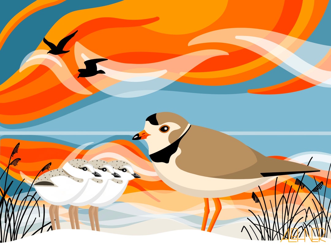 Piping Plover Sunset - Etsy