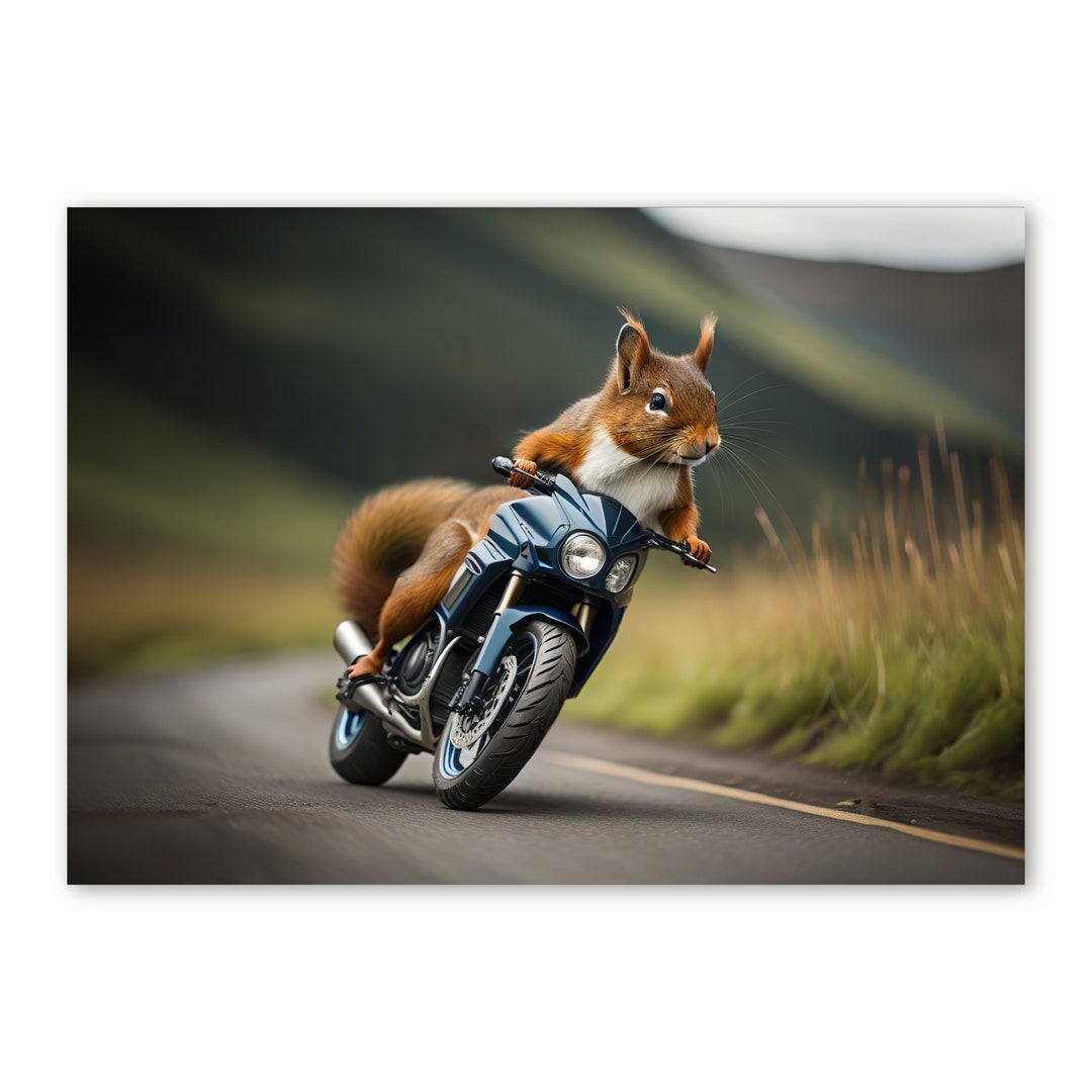 Red Squirrel Riding Motorcycle Scottish Wildlife Print (march in 2024 ...