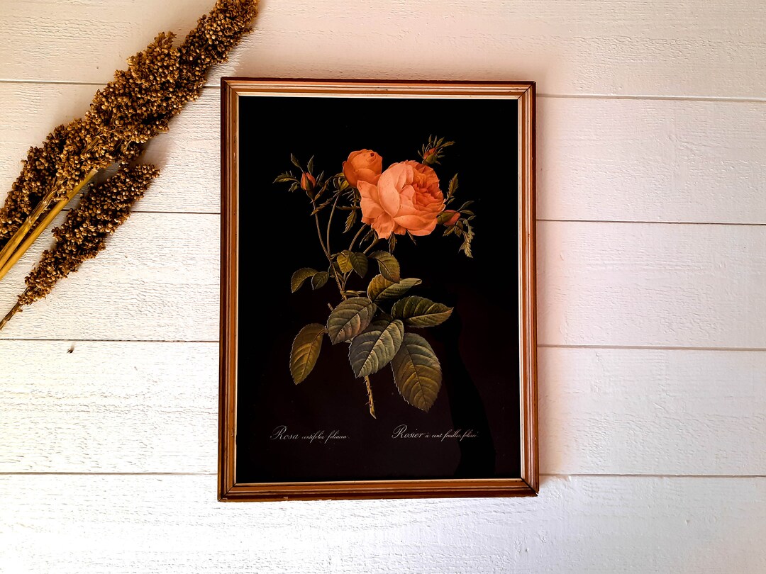 Large Botanical Print With Black Background PJ Redoute Framed Print ...