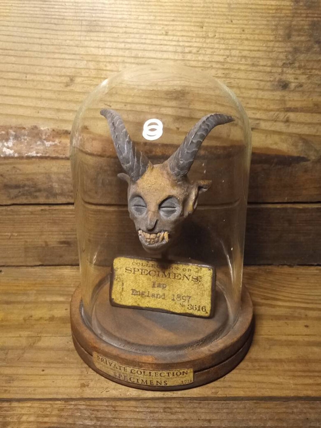 Mummified Imp Demon Head Sideshow Gaff - Etsy