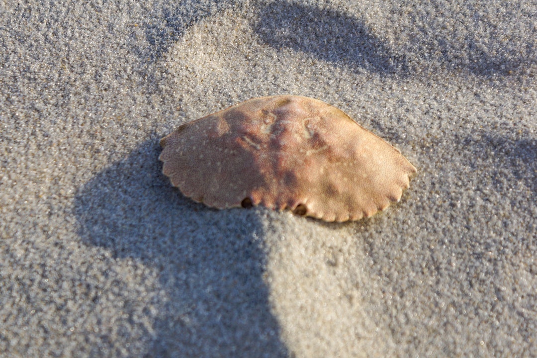 Crab Shell on the Beach - Etsy