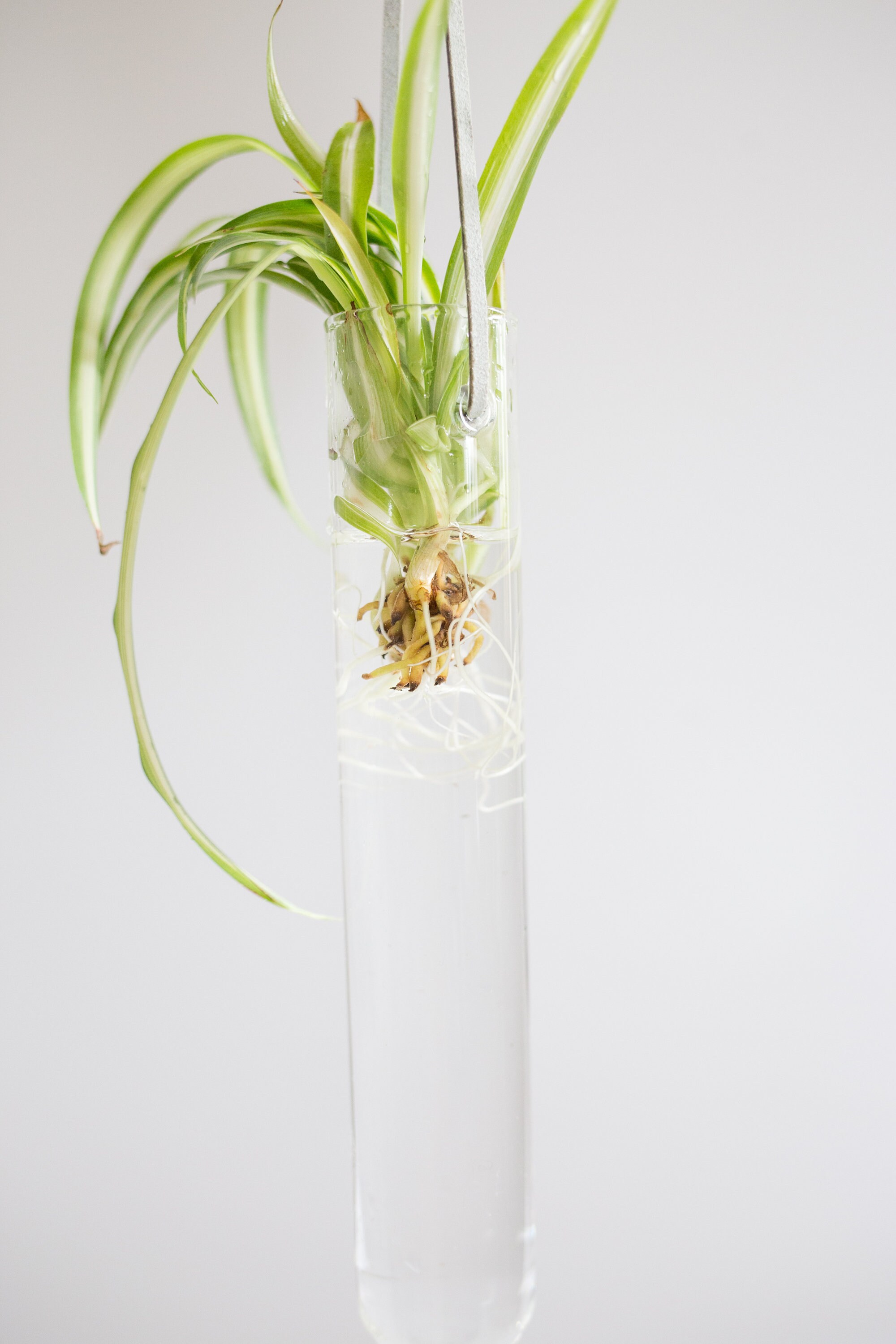 Glass Tube Planter Hanging Propagation Tube House Plant Wall - Etsy