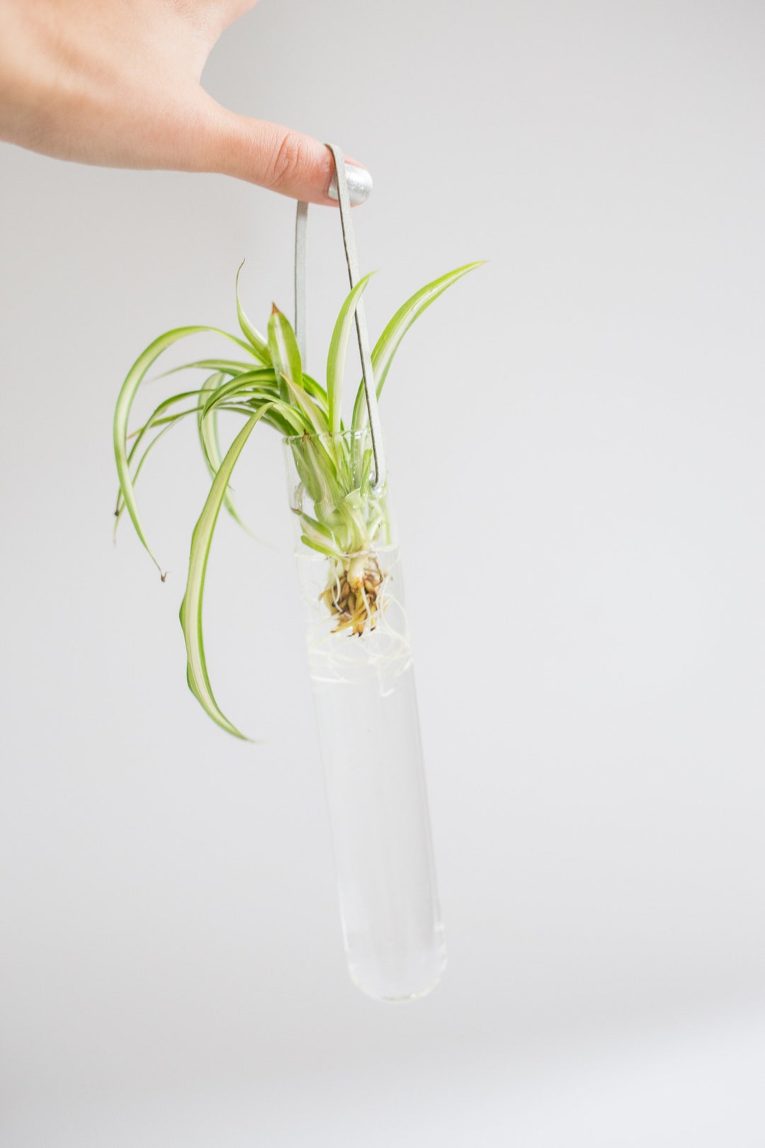 Glass Tube Planter, Hanging Propagation Tube, House Plant Wall Decor ...