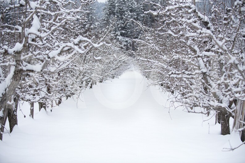 Winter Wonderland Digital Backdrop - Etsy