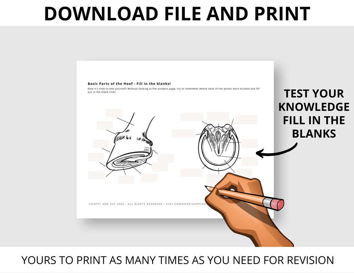Parts of the Horse Hoof Anatomy Worksheet | Educational Horse ...