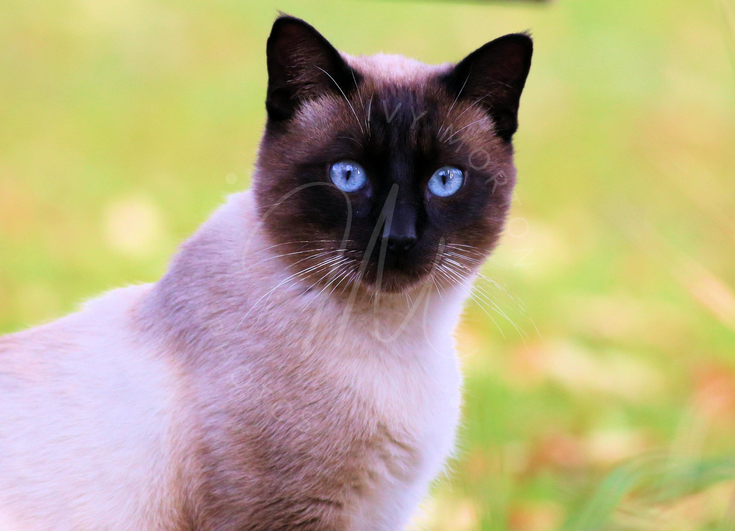 Portrait of a Siamese Cat - Etsy