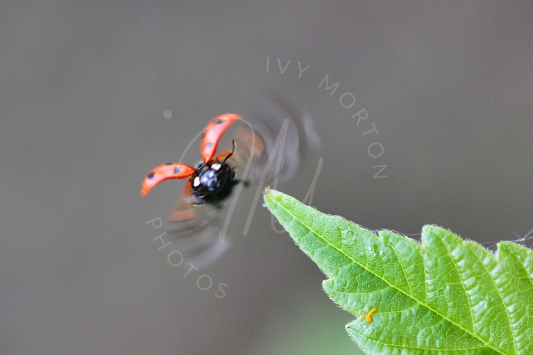 Ladybug Take-off! - Etsy