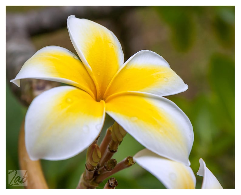 Plumeria in Bora Bora - Yellow Exotic and Tropical Flower - French ...