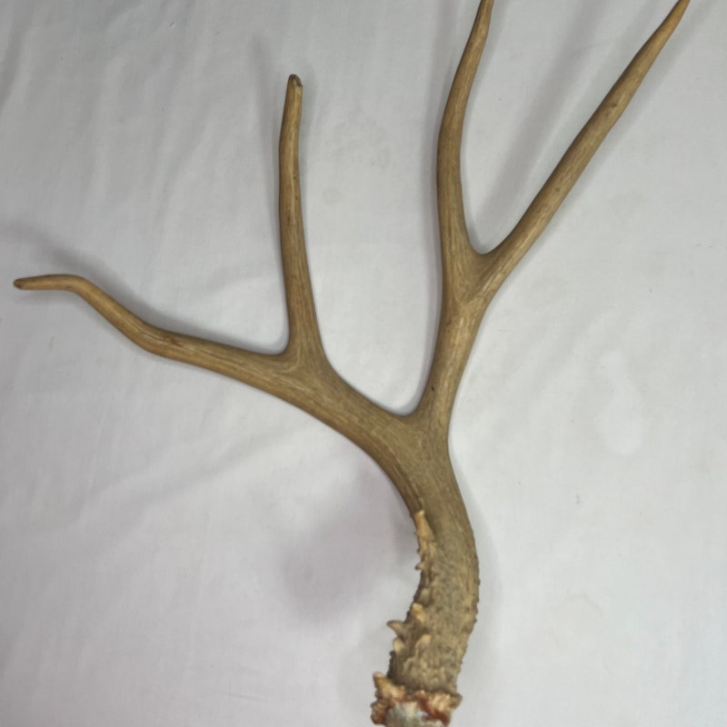 Deer Antler Decor - Etsy