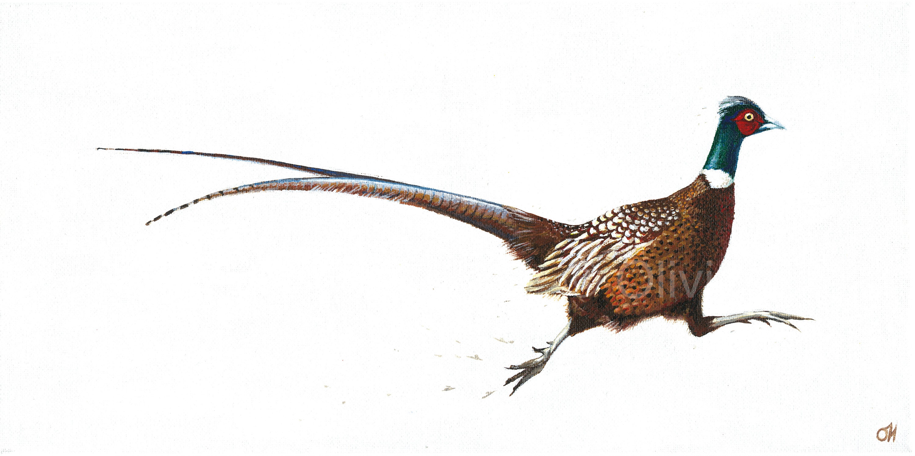 Running Pheasant Greetings Card Pheasant Card Original Pheasant Art ...