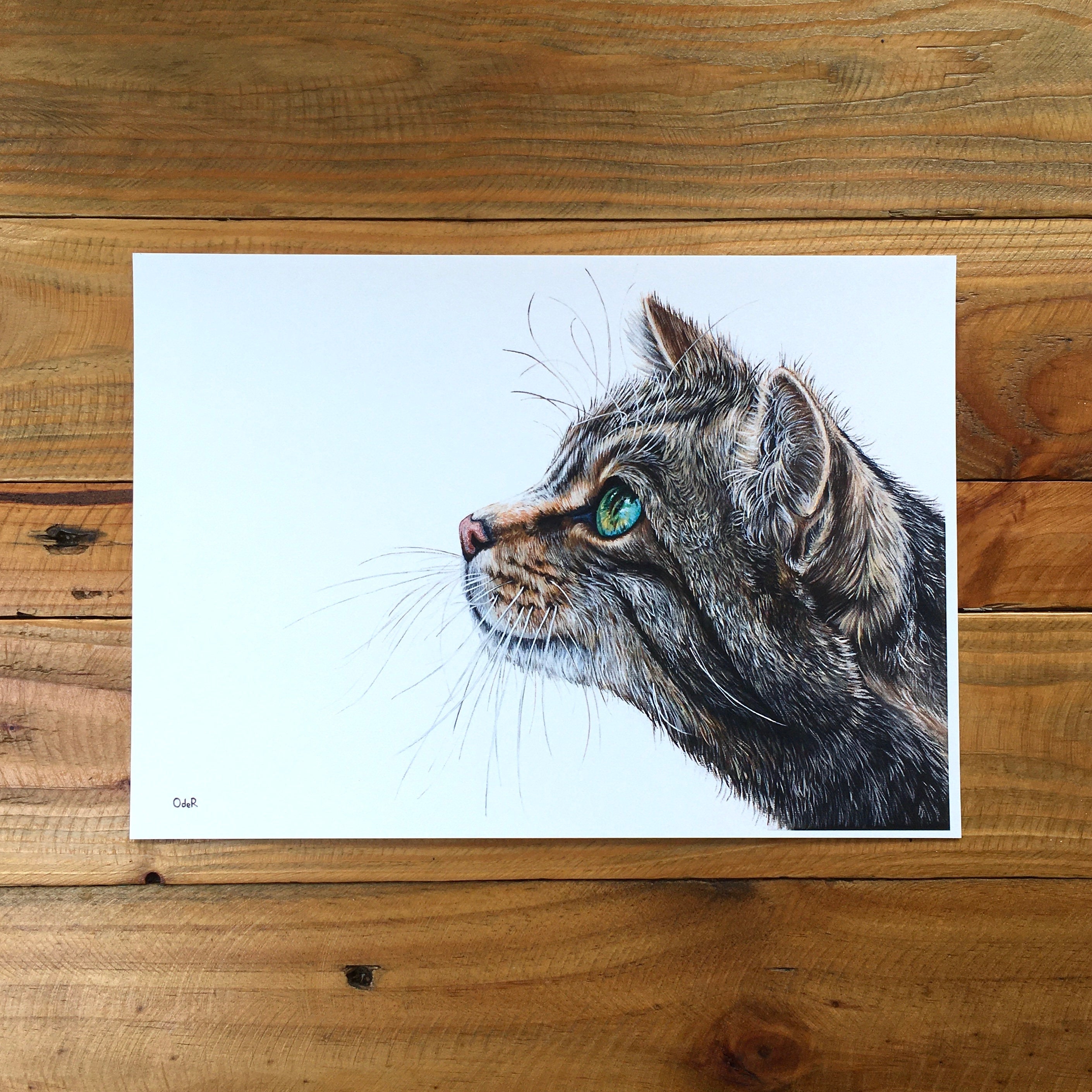 Scottish Wildcat Print A3 Unmounted Print Cat Print Cat - Etsy