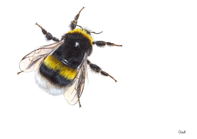 Bumblebee Print A3 Unmounted Print Bee Print Bee Painting bee Art Bee ...
