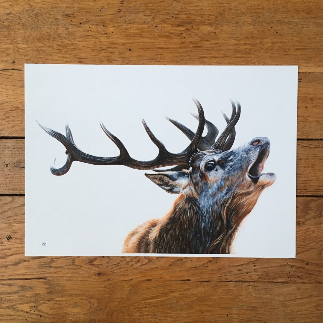 Bellowing Stag Print A3 - Unmounted Print - Stag Print - Stag Painting ...