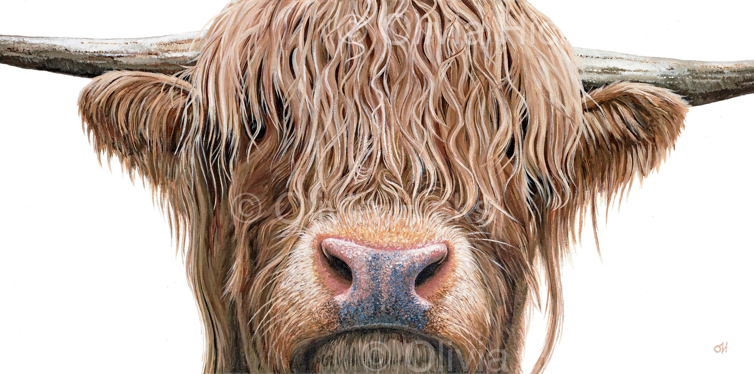 Highland Cow Print Extra Large Unmounted Print Highland Cow Print ...