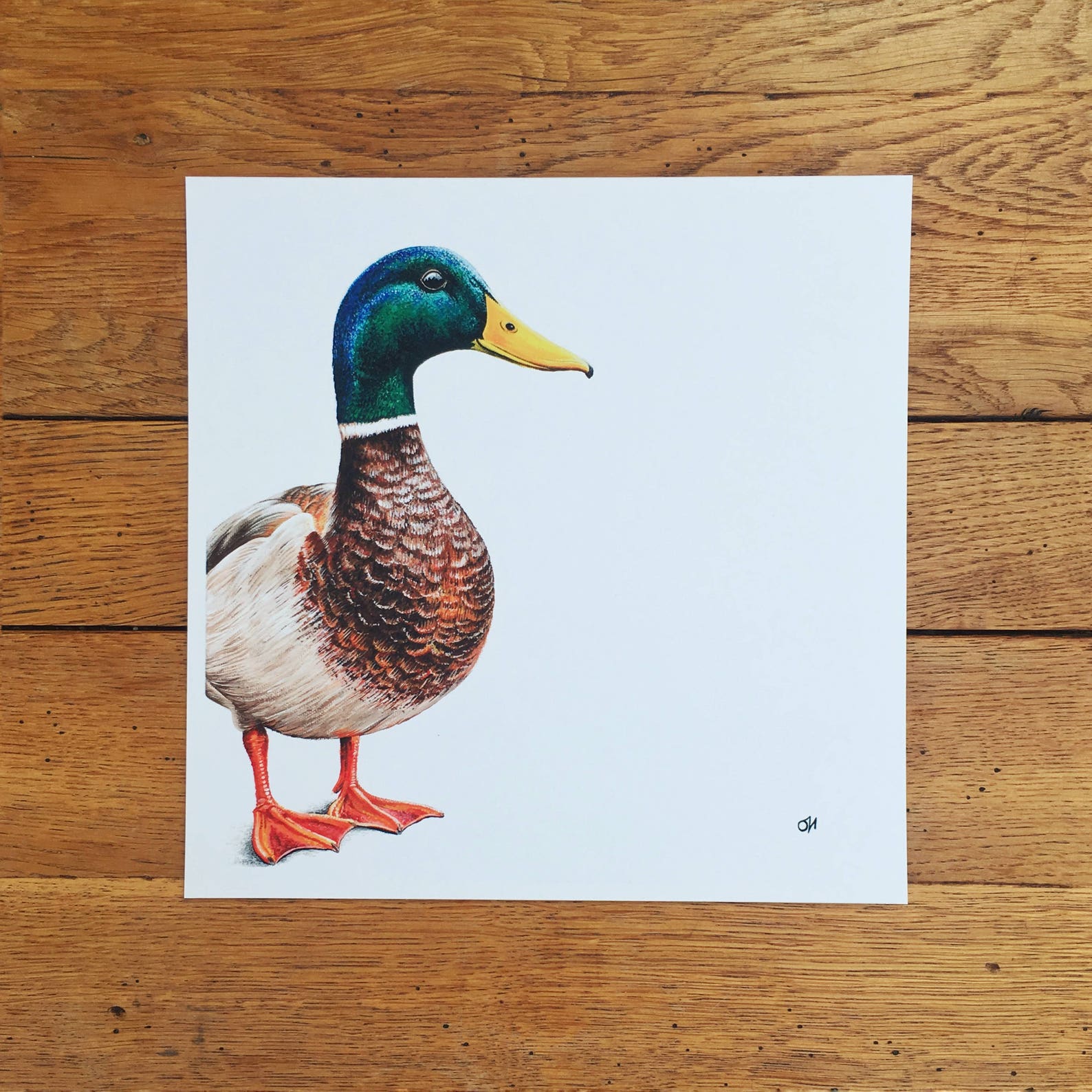 Mallard Duck Print Unmounted Print Duck Print Duck Painting Duck Art ...